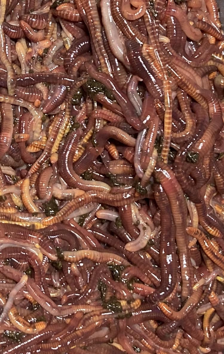 WWJD Worms Red Wigglers Composting Worms - 2lb (2000 Count) - Earth Worms, Red Worms, Live Worms for Garden, Farm Soil - Red Wigglers Live Worms for Fishing & Worm Farm Composter