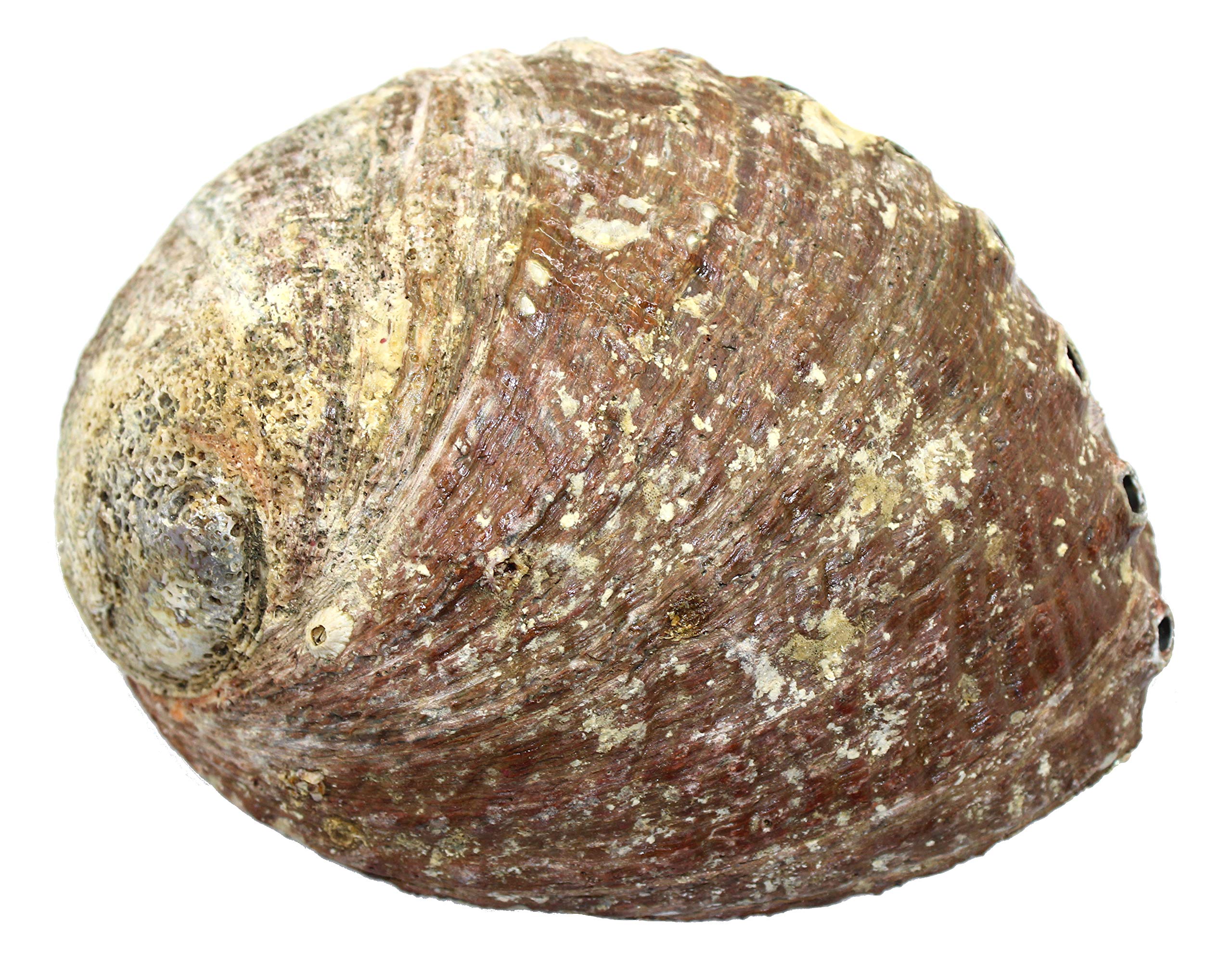 Govinda Hand Selected Abalone Shell (7 Inches)
