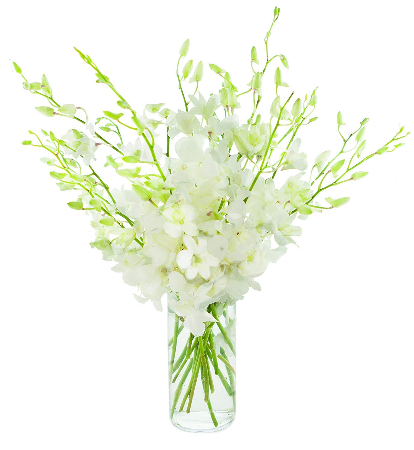 Fresh Cut Flowers - Dendrobium Orchids White
