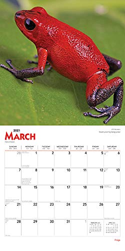 Frogs 2021 12 x 12 Inch Monthly Square Wall Calendar, Wildlife Animals