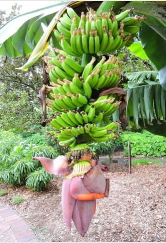 Fruit for Planting, Dwarf Cavendish Banana Fruit Tree 1 to 2 Feet, 1 Gallon Pot