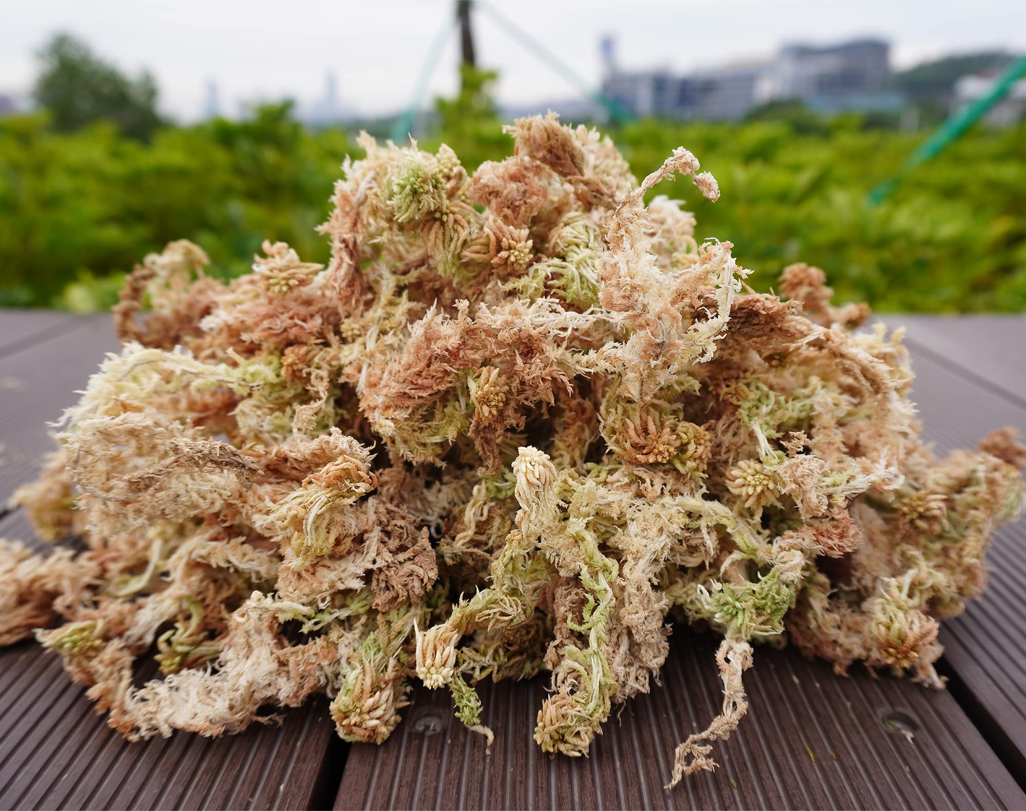 Kapecute Sphagnum Moss 34QT Perfect for Plant Propagation, Great Orchid Potting Mix, Help with Maintain Humidity, 10oz