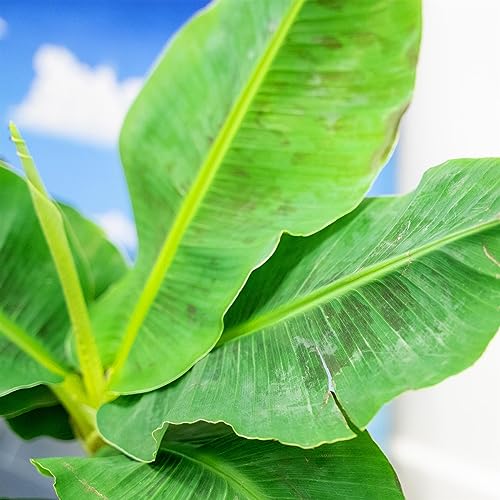Fruit for Planting, Dwarf Cavendish Banana Fruit Tree 1 to 2 Feet, 1 Gallon Pot