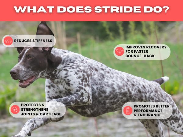 Homescape World Stride by Helluva Dog — Joint Support Meal Topper for Active Sporting Dogs — Green Lipped Mussel & Turmeric Powder for Mobility & Recovery 4oz