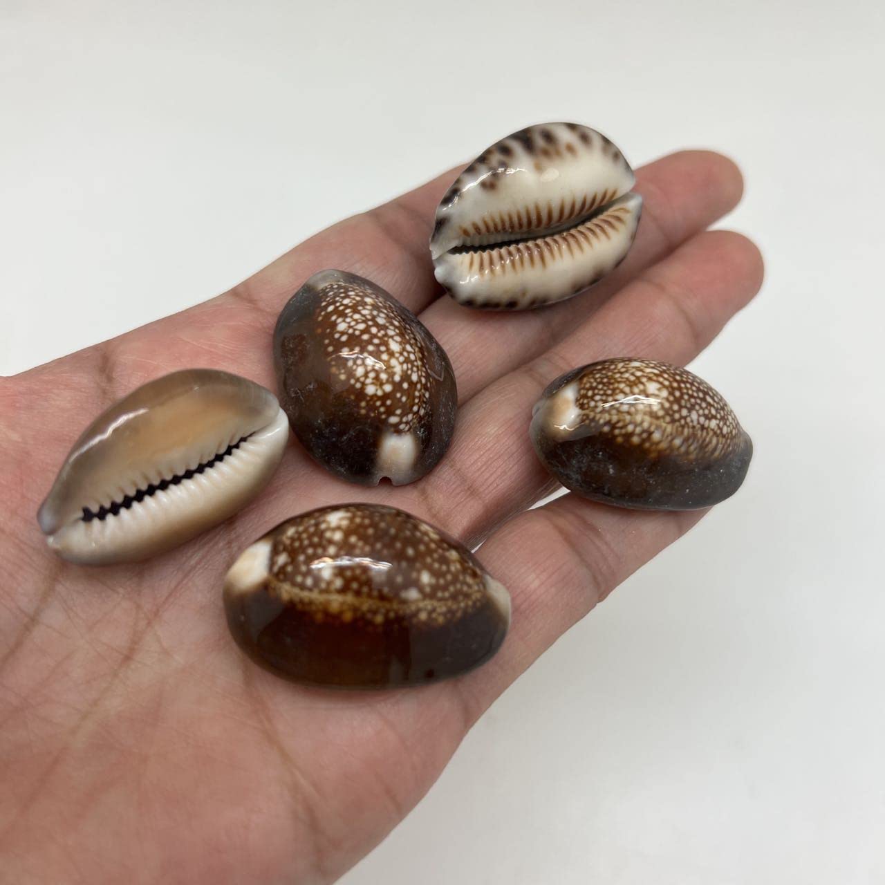 HR HongRun Serpent's Head Cowrie Shells 3/4" to 1-1/4" Inch- Packed: 12PC