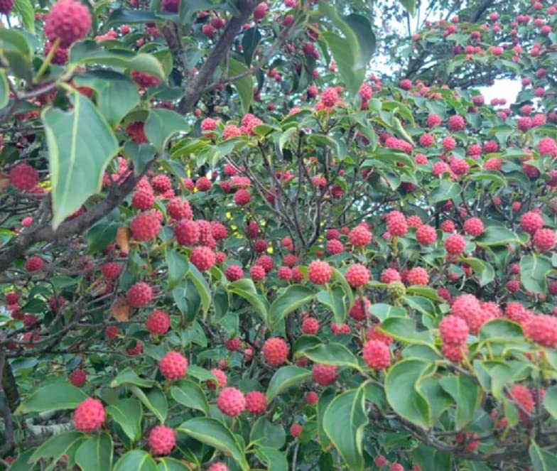Kousa Dogwood Seeds for Planting - 30 Seeds - Cornus kousa