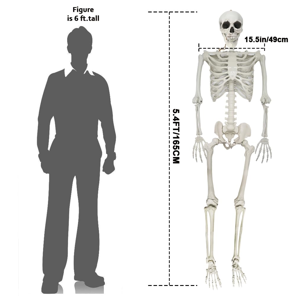 Halloween Skeleton, Full Size Skeleton Skull Decor with Movable Posable Joints for Halloween Front Yard Patio Lawn Garden Props Spooky Party Decoration