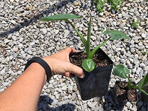 Jack's Giant's Elephant Ears in 4 inch Containers (3 Pots of Plants)