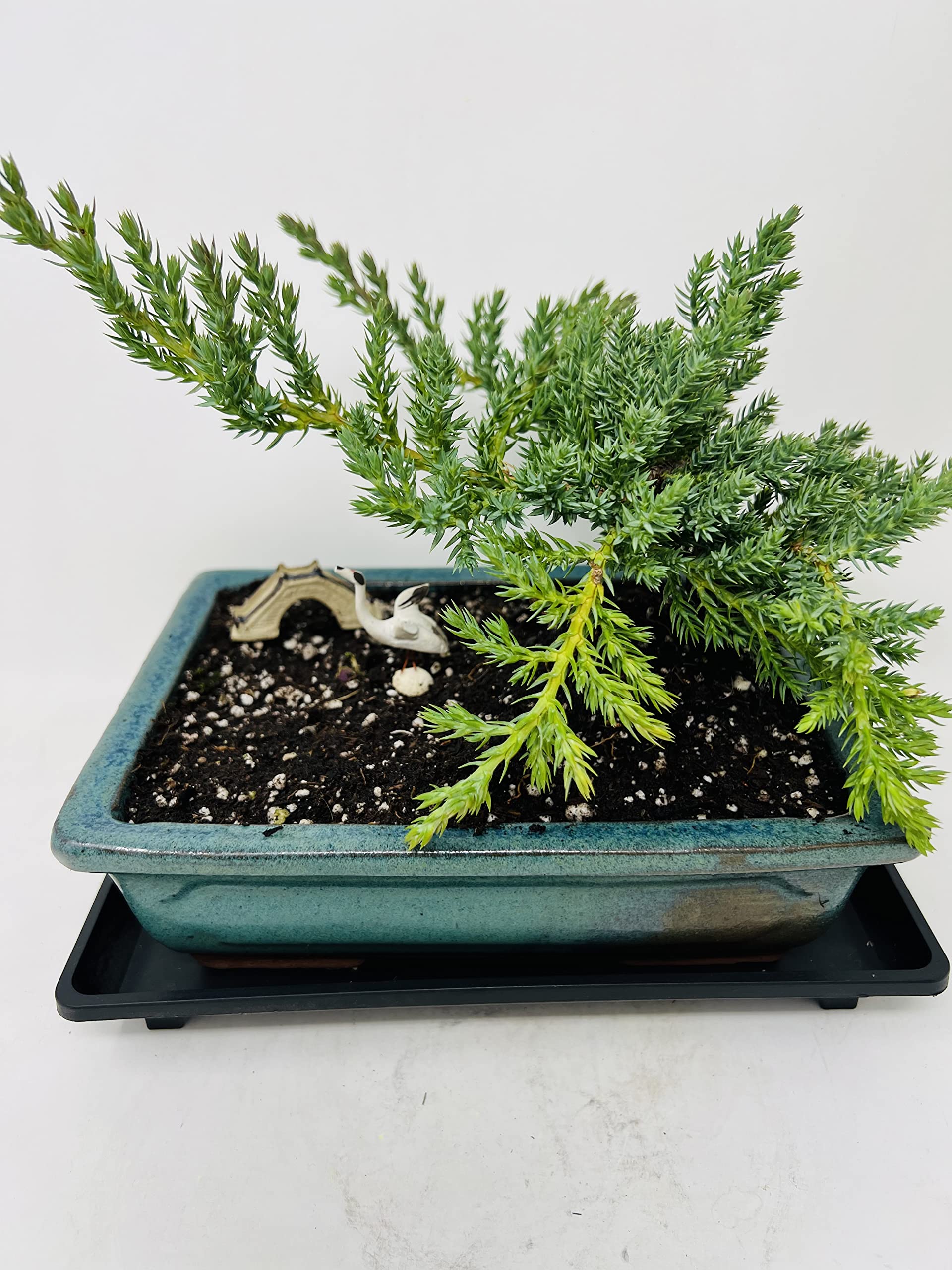 Juniper Bonsai Tree with Green Through 8" Rectangle Ceramic Vase