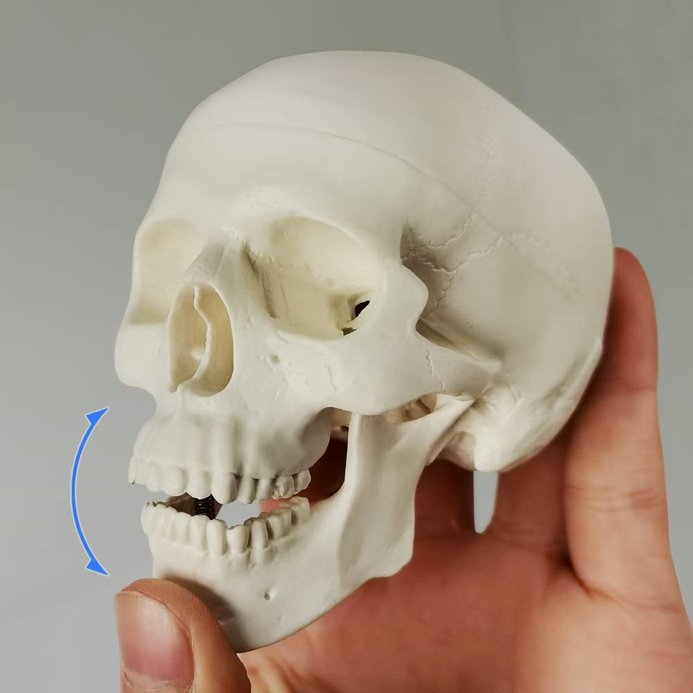 Mini Human Skull Model, 1 Part Anatomical Skull is 3.5" Tall, with Removable Skull Cap and Moving Jaw, Includes Full Set of Teeth, (1set) Fun Halloween Decorations