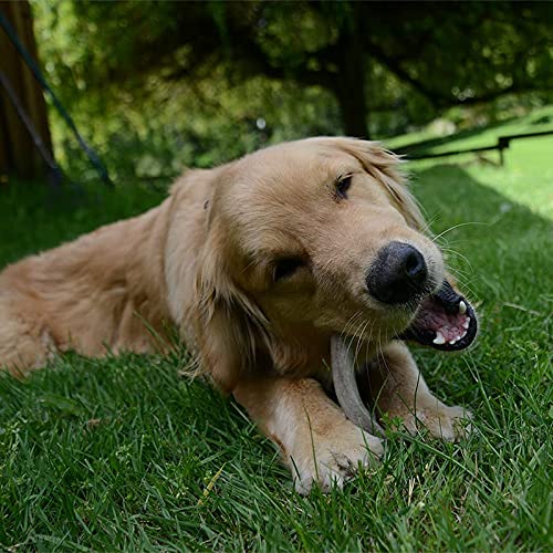 Holistic Hound - All Natural Double Extra Large Elk Split Antler for Dogs | North American Sourced | Mess Free | Helps Clean Teeth with Hours of Entertainment | Rich in Nutrients (1 Pack)