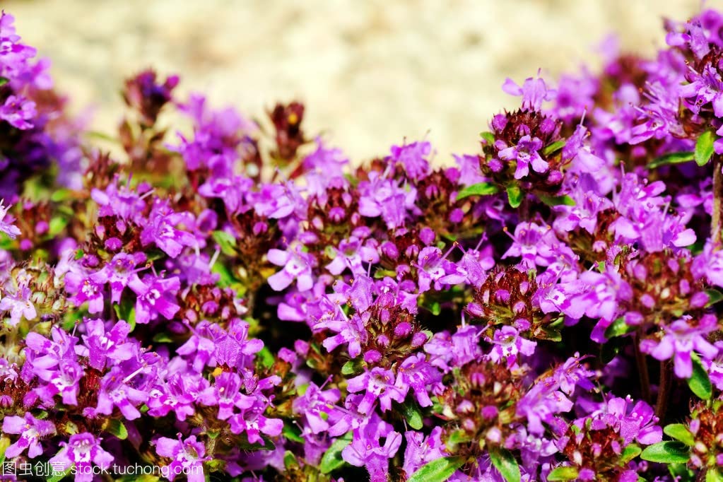 Mix Creeping Thyme Seeds for Planting Ground Cover Plants, Heirloom Non-GMO Thyme, 5 Colors- Individual packag, Easy to Plant and Grow, 1000+