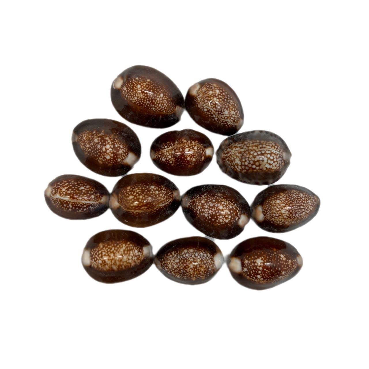 HR HongRun Serpent's Head Cowrie Shells 3/4" to 1-1/4" Inch- Packed: 12PC