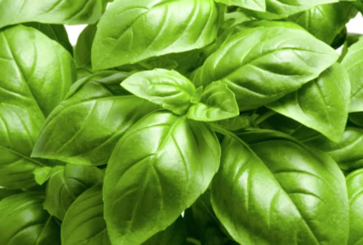 Italian Large Leaf Basil Seed Pods (3) for HydroGarden