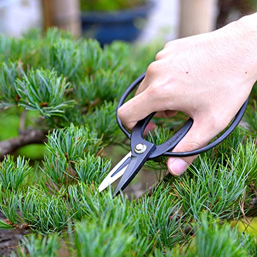 KAKURI Okubo Shears 7" (180 mm) Bonsai Scissors, Flower Arranging Scissors, Japanese Carbon Steel Professional Garden Tool, Black, Made in JAPAN