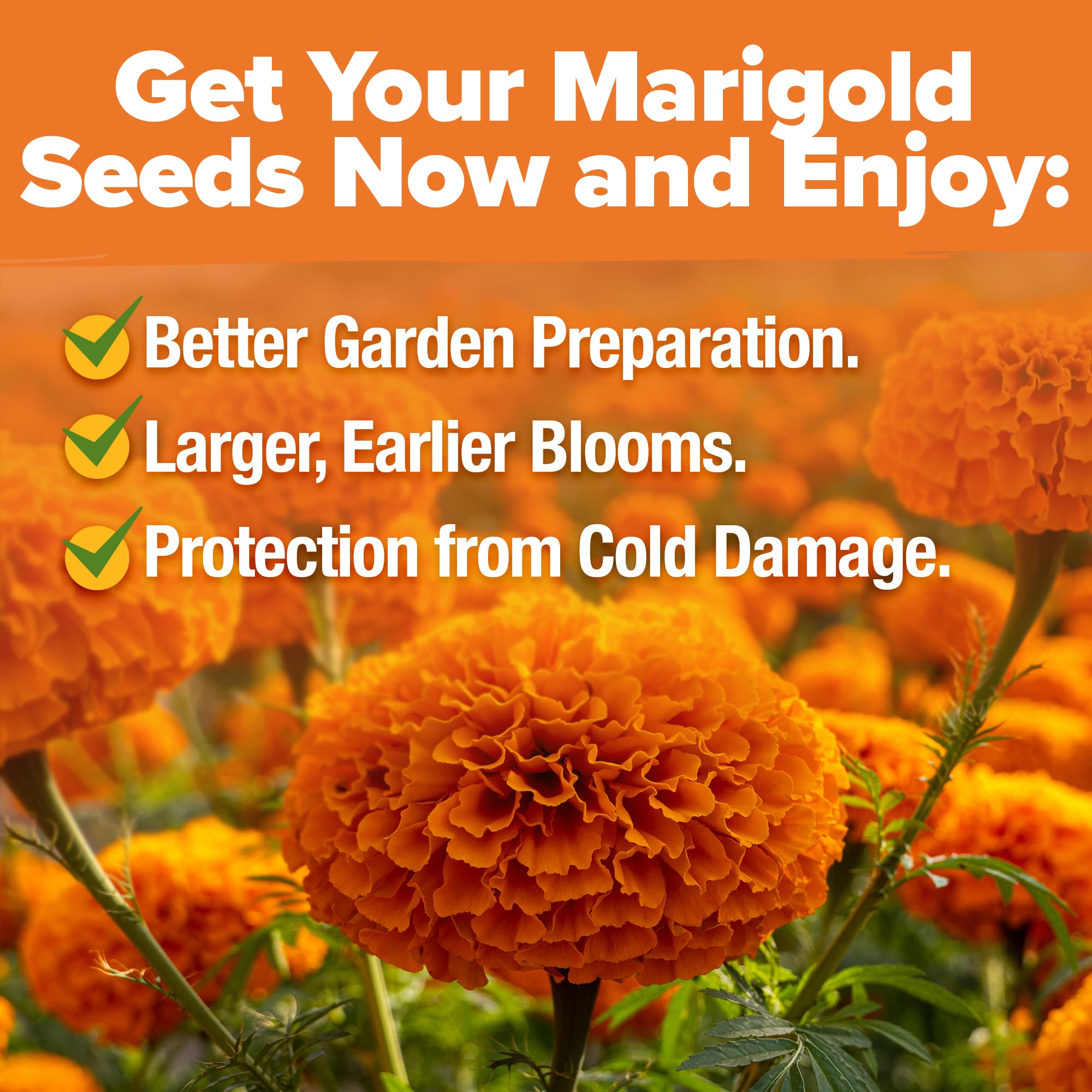 HOME GROWN Crackerjack Marigold Seeds | 4.25oz / 35,000 Flower Seeds Planting Outdoor | Large Bulk Pack | Non-GMO, High Germination, USA Sourced Wildflower Seeds | Companion Planting
