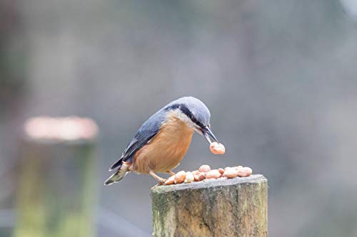 Lightbrown Roasted & Cleaned 40LB Premium Peanuts for Birds and Wildlife. No Mess Wholesome Nuts. The Best Bird Seed for Wild Birds! (40)