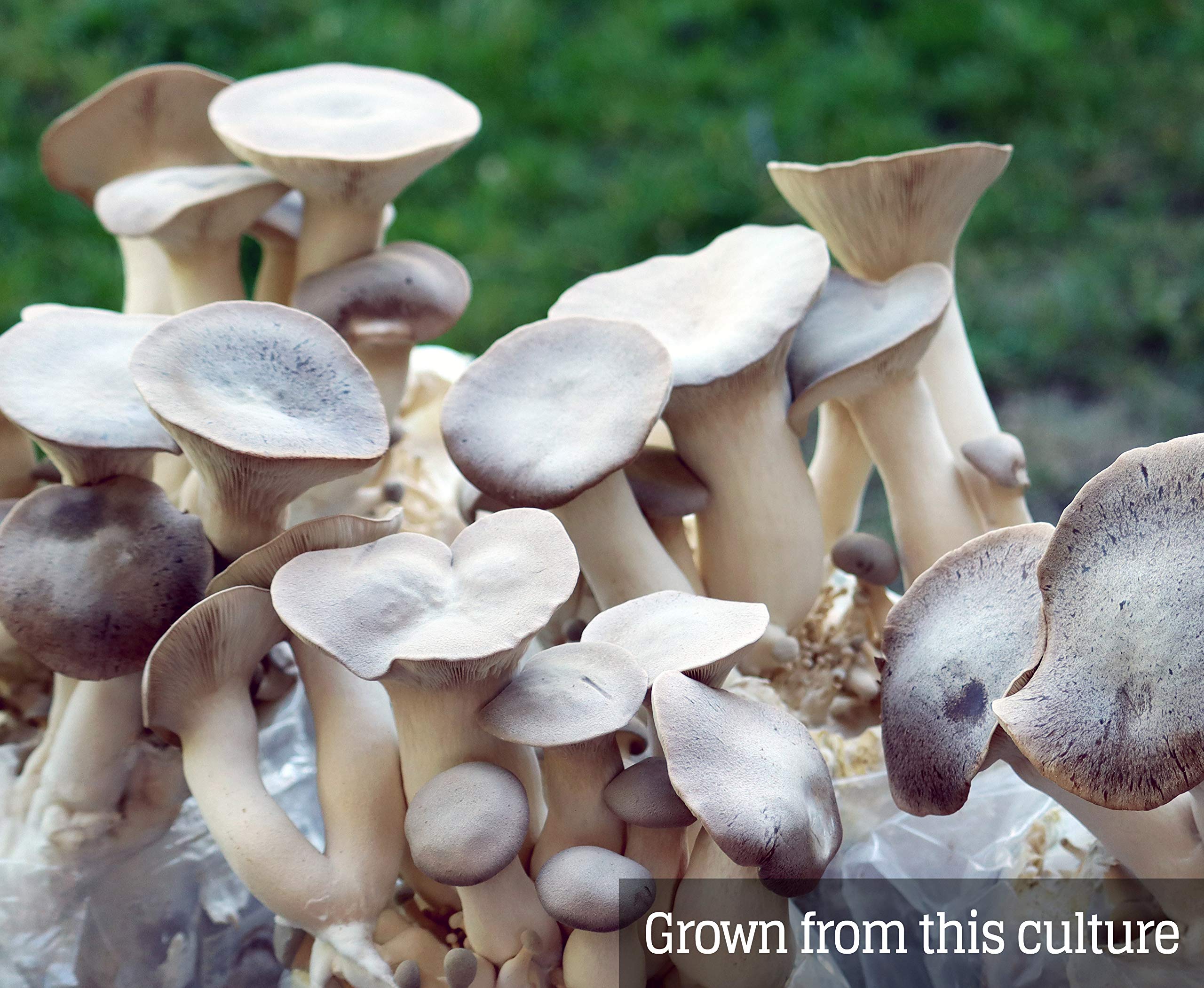 Mushroom Liquid Culture - King Oyster (Pleurotus eryngii)
