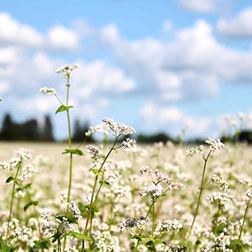 Outsidepride Buckwheat Cover Crop, Grain, Bee Pasture, Pollinator, Wildlife Seed - 10 LB