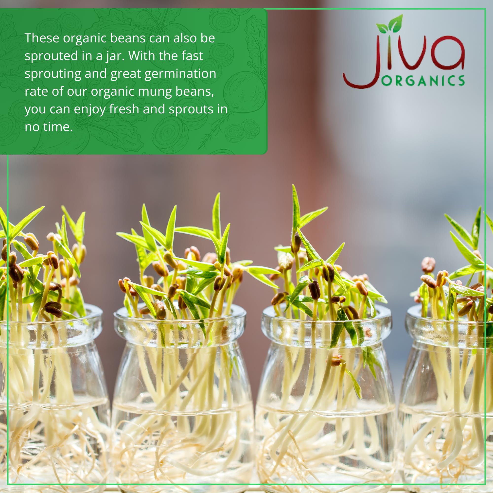 Jiva Organic Mung Bean - Mung Moong Beens Whole for Sprouting and Cooking - 2 lb Bean Bag – Indian Spices