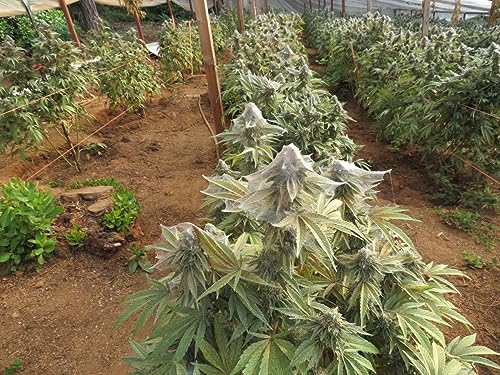 Mighty 7 Gallon by NPK Industries Plant Care Bug mite Garden pest Spray