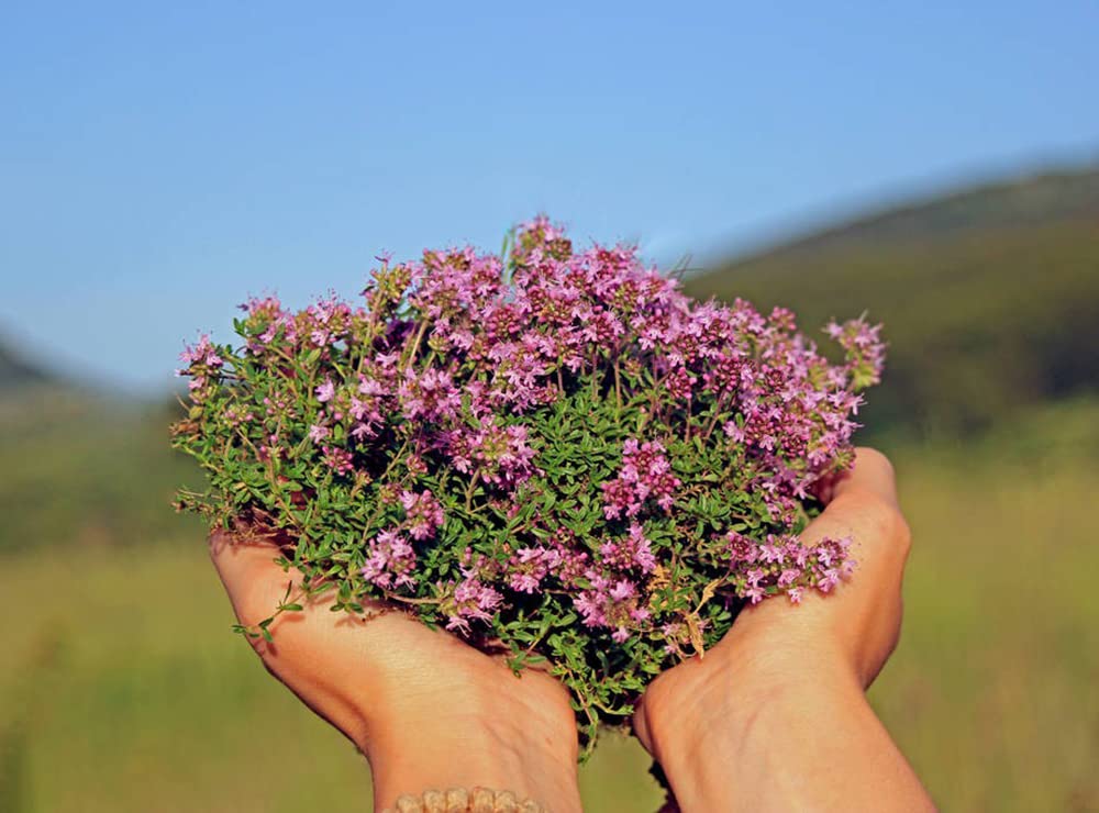 Mix Creeping Thyme Seeds for Planting Ground Cover Plants, Heirloom Non-GMO Thyme, 5 Colors- Individual packag, Easy to Plant and Grow, 1000+