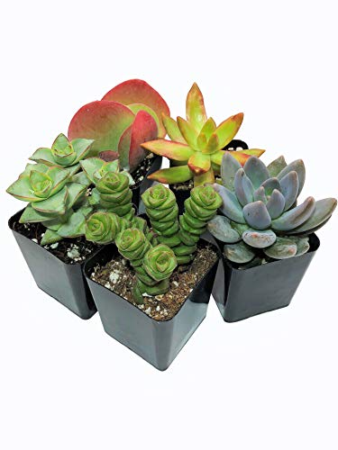 Live Succulent Plants (5 Pack), 2" Live Succulents Fully Rooted in Grower Pots, Succulent Plants Live, by The Succulent Cult