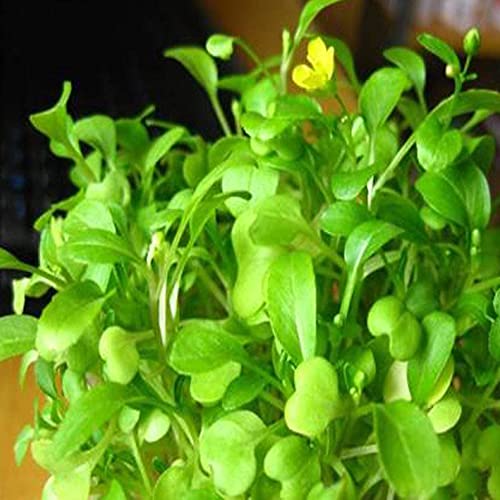 Love Grass Aquarium Grass Plants Seeds 10g About 5000+ Aquatic Leaf Carpet Water Grass, Live Pond Plant Seeds,Fish Aquatic Water Grass Decor,Easy to Plant Grow Maintain
