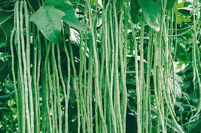 Pole Bean Seeds for Planting Vegetables and Fruits-Chinese Yard Long Beans 豇豆. Non GMO Heirloom Seeds for Home Vegetable Garden-6g(30ct+) Veggie Seeds Oriental Yard Long Bean Seeds