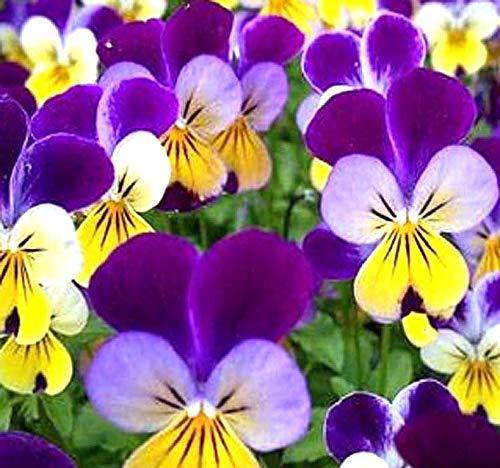MySeeds.Co Big Pack - Johnny Jump Up Flower Seeds (20,000 Seeds) - Viola cornuta 'Helen Mount' - Edible Flower Seeds (Big Pack - Johnny Jump Up)