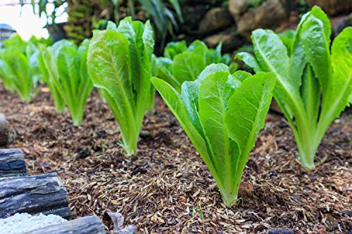 OldLadyRenee: 500+ Lettuce, Romaine-Parris Island Seeds