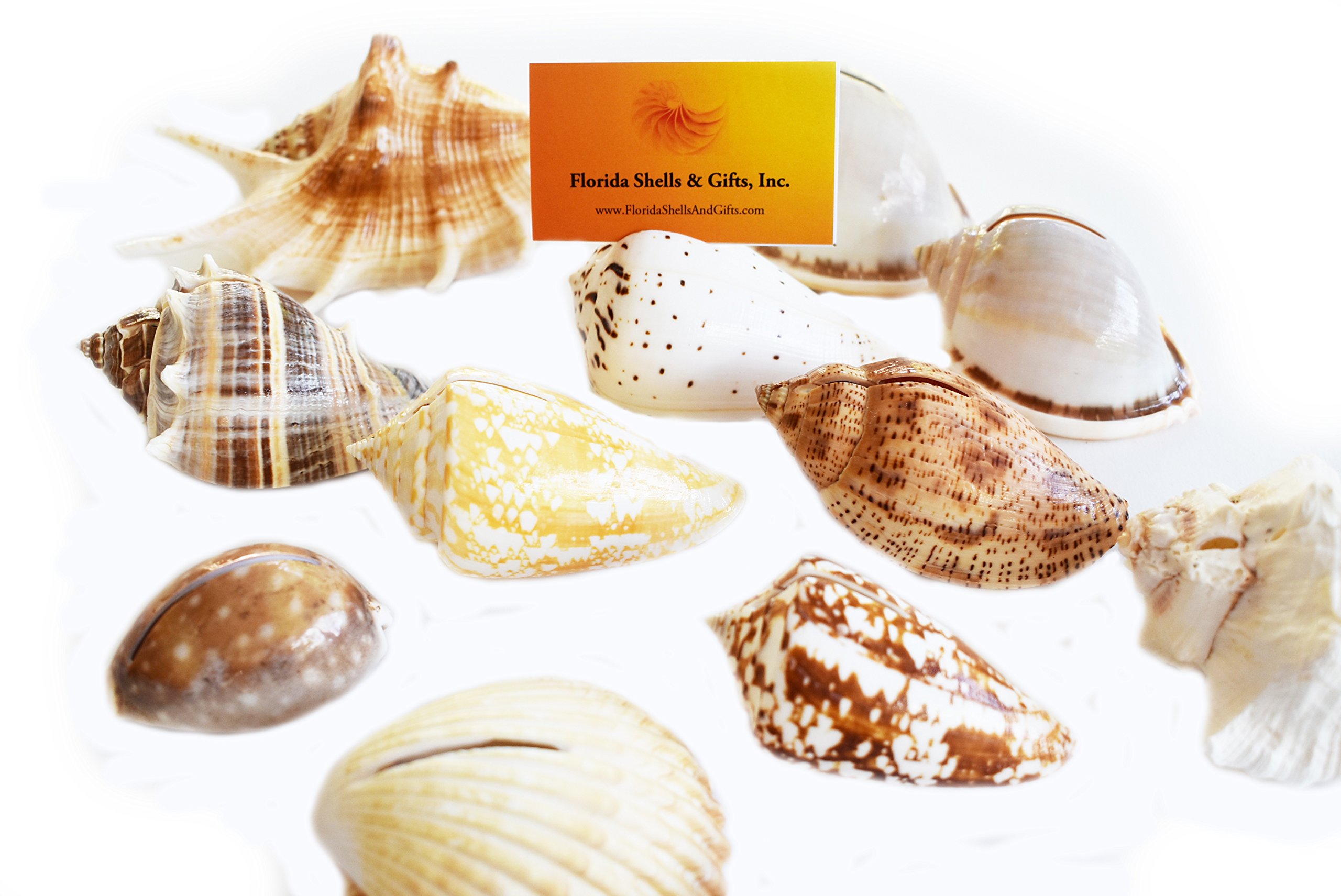 Set of 50 Genuine Seashell Place Card Holders Beach Wedding Favor Nautical Party Decor Sea Shell Table Sets