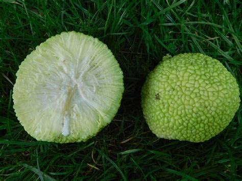 The Rike 100 Seeds Osage Orange Trees Seeds Osage Apple Trees Non-GMO Maclura pomifera, Horse Apple, Brain Fruit Hedge Apple Tree seeds