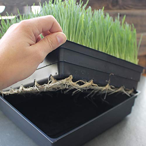 Organic Wheatgrass Growing Starter Kit - Grow & Juice Wheat Grass - Includes Non-GMO, Organic Wheatgrass Seeds - for Healthy Wheatgrass Shots, Home, Garden, and Cat Grass