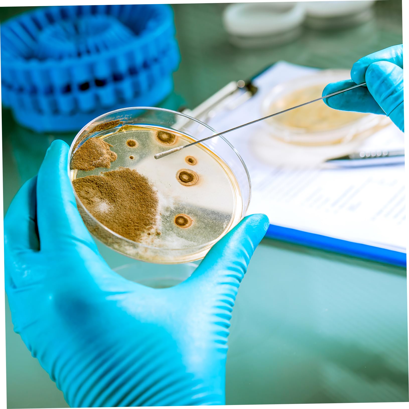 ULTECHNOVO Sciences Nutrient Agar Petri Dishes 10pcs Pre-Poured Agar Plates for Mushrooms, Home Test Kit, or for Science Fair Projects