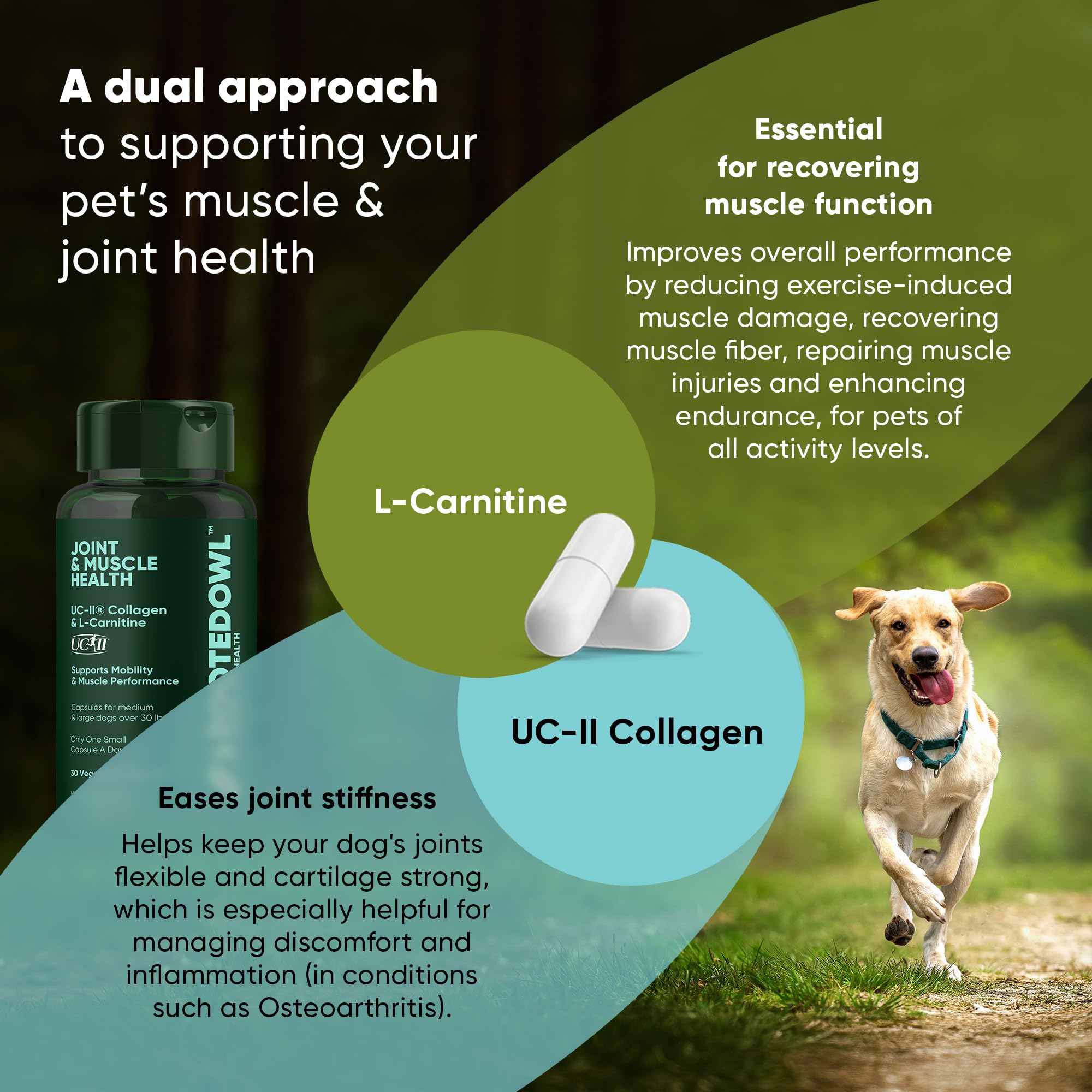 Rooted Owl Joint and Muscle Health - Hip and Joint Supplement for Dogs with UC-II Type II Collagen and L-Carnitine - Medium and Large Dog Joint Supplement - 30/ct