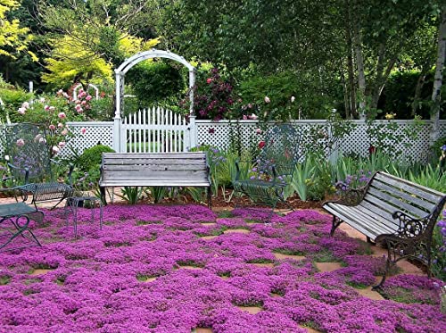KVITER Solution Creeping Thyme 6000+ Seeds-Walk on Me,Thymus Serpyllum Herb Flower Hardy Ground Cover Seeds, Elfin Thyme Perennial Fragrant Flowers Planting