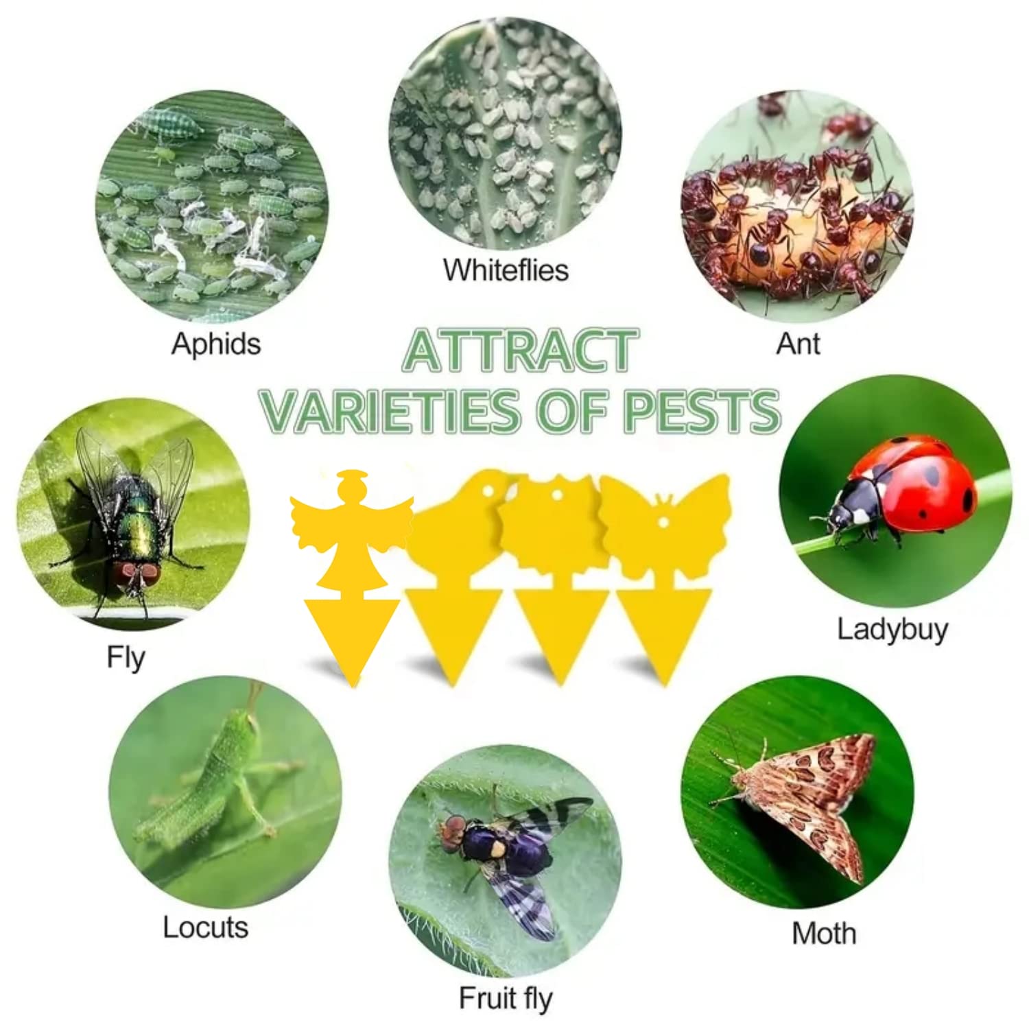 Springco Yellow Sticky Traps 40 Pack Fruit Fly Traps Gnat Sticky Traps for Indoor/Outdoor House Plants Flower Fungus Traps Insect Catcher for Mosquitoes, Bug,White (35(35+4+1) 40pack)