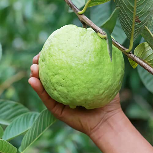QAUZUY GARDEN 160 Common Yellow Lemon Apple Guava Seeds for Planting Outdoor Pineapple Guava Feijoa Seeds Non-GMO Heirloom Fruit Seeds Grow Your Own Delicious Fruit Tree Freely