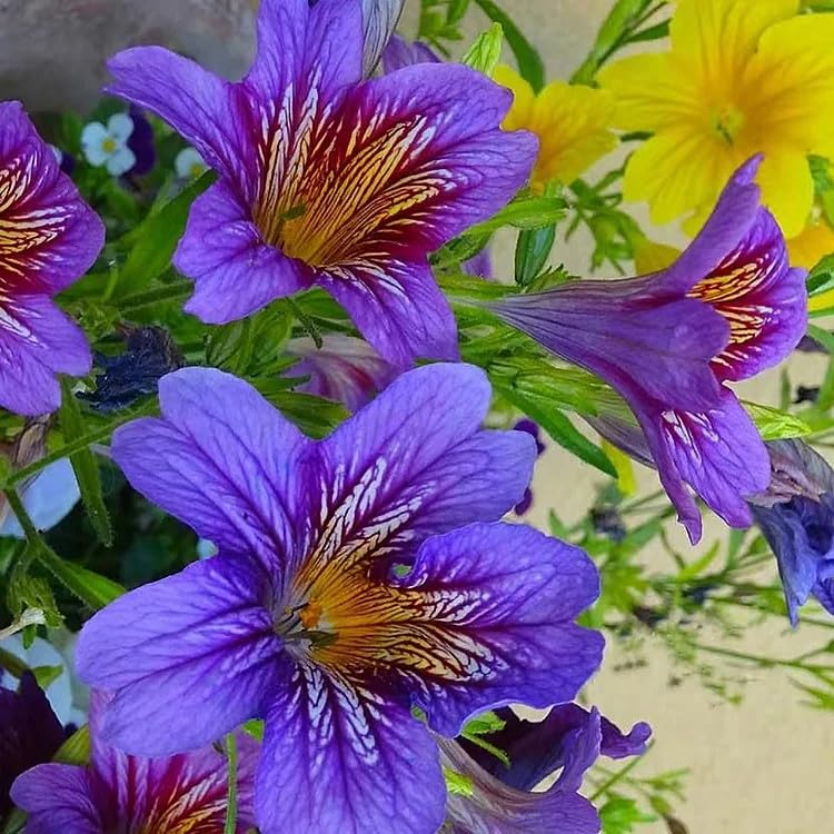 MESay Chilean Morning Glory Seeds - 100 Mixed-Color Seeds for Stunning Garden Flowers