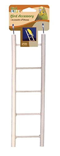 PENN-PLAX Small Bird Starter Kit with Birdcage and Accessories β Great for Parakeets, Lovebirds, Parrotlets, Finches, Canaries, and More β Arch Style Cage β White