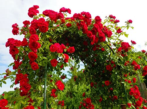 Red Climbing Rose Seeds Rose Rosa Bush Vine Flower Seeds 100 Seeds