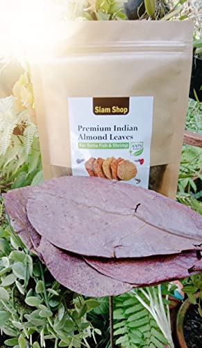 Pufa SIAM Shop Premium Indian Almond Leaves Medium Catappa for Betta Fish & Shrimps|Best Betta Fish / Shrimp Leaves |Indian Catappa Almonds Naturally sourced Almond Leaves Help Boost immunity50 g.