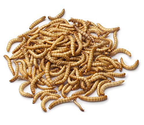 Mealworms Bird Feeder | 5 x 5 inch Powder Coated Mesh Bowl with Adjustable Stainless Steel Roof