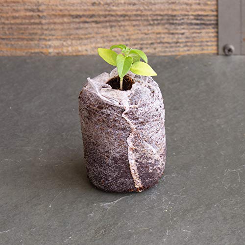 Pure Coconut Coir Netted Seed Starting Pellets - 42mm - Pack of 50 - Sustainable, Renewable, Unamended - Superior to Peat Plugs - High Water Holding - Minimize Root Loss & Transplant Shock