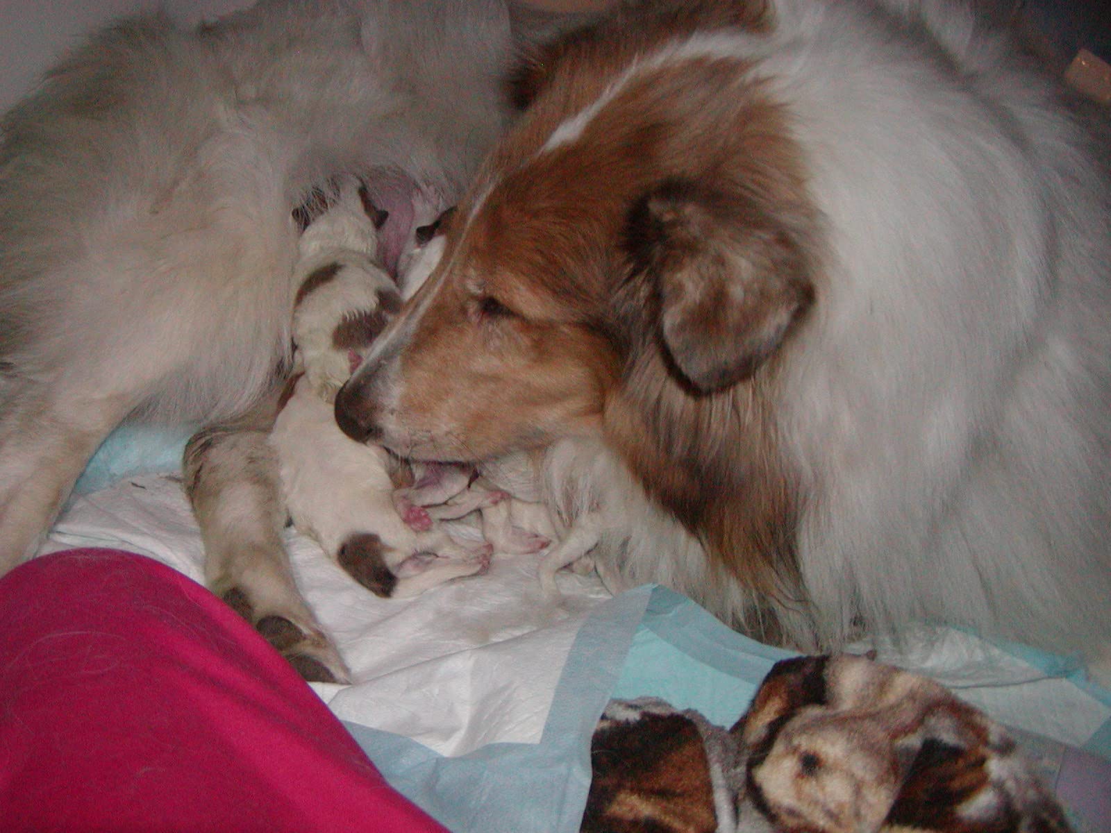 Puppy Express Whelping Kit for up to 12 for Puppies Dogs