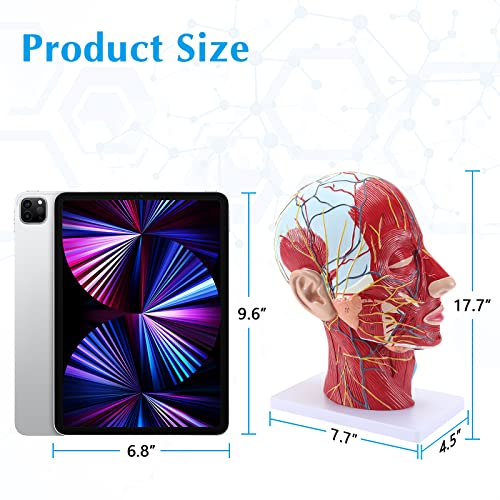 SKUMOD Study Model, 1:1 Human Head Superficial Neurovascular Model - Face Anatomy Medical Brain Neck Median Section Study Model, Teaching Tool
