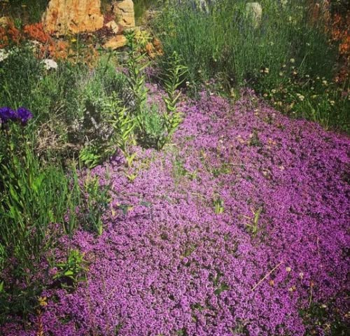 KVITER Solution Creeping Thyme 6000+ Seeds-Walk on Me,Thymus Serpyllum Herb Flower Hardy Ground Cover Seeds, Elfin Thyme Perennial Fragrant Flowers Planting