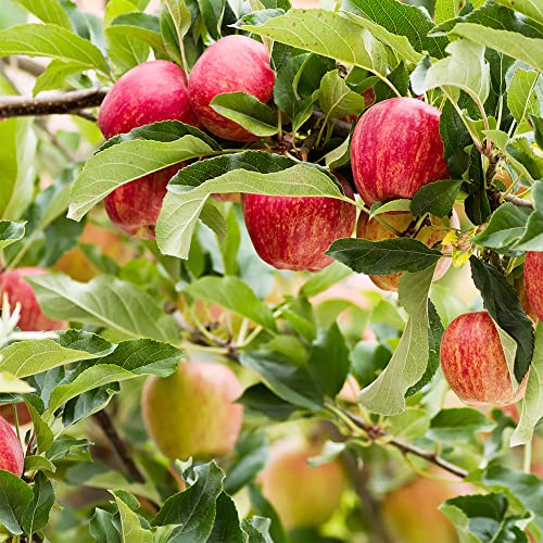 QAUZUY GARDEN 20 Premium Pink Lady Fuji Gala Apple Seeds, Tasty & High Yield, Non-GMO Heirloom Fruit Seeds to Plant Garden Outdoor, Attract Pollinators