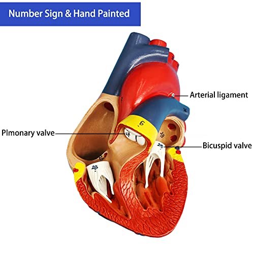 Veipho Heart Model, Heart Model Anatomy with Stand, Human Heart Models Anatomy Life Size, 2-Part Human Heart Model, Heart Model Anatomy, 34 Accuracy Numbers for Anatomical Structures